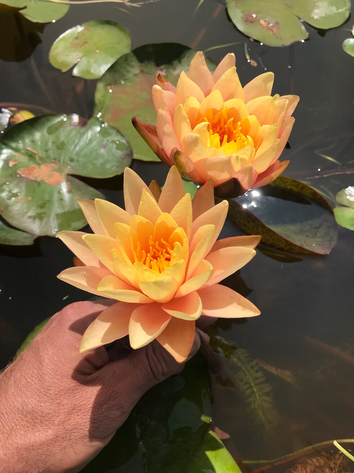 Siam Sunset Large Orange Hard Water Lily - Etsy