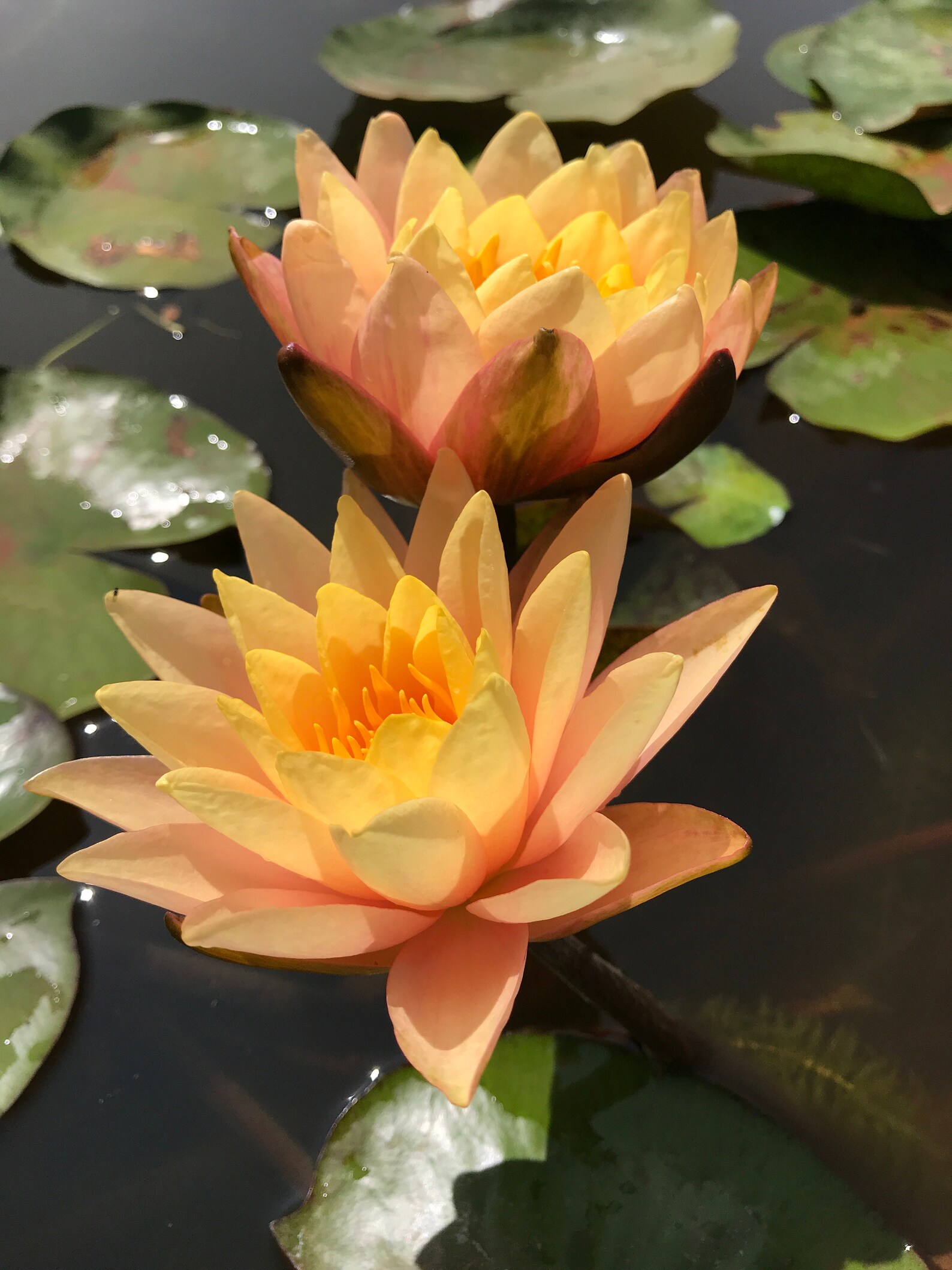 Siam Sunset Large Orange Hard Water Lily - Etsy
