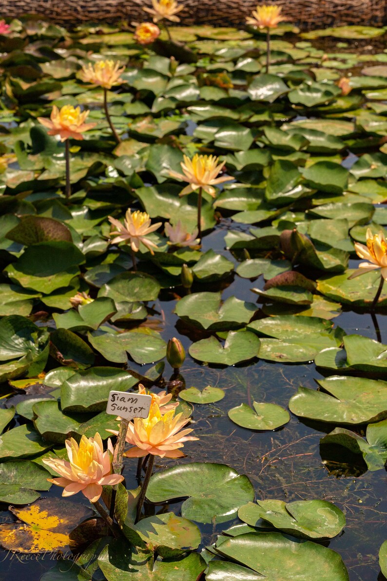 Siam Sunset Large Orange Hard Water Lily - Etsy
