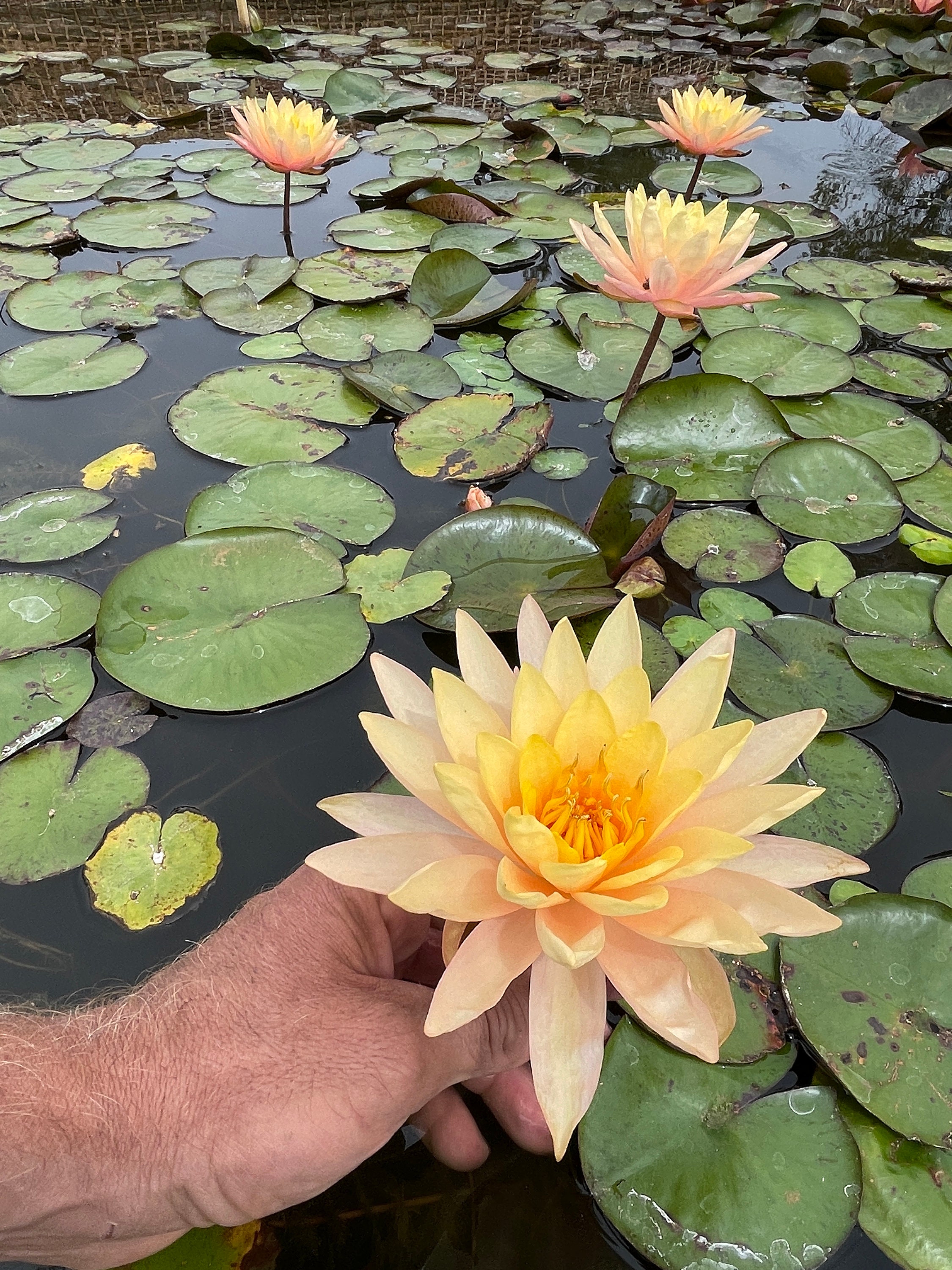 Siam Sunset Large Orange Hard Water Lily - Etsy