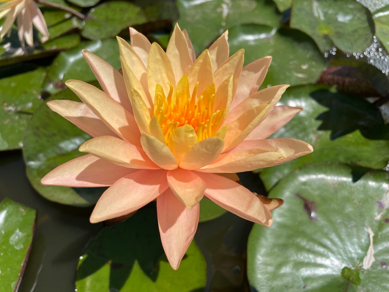 Siam Sunset Large Orange Hard Water Lily - Etsy