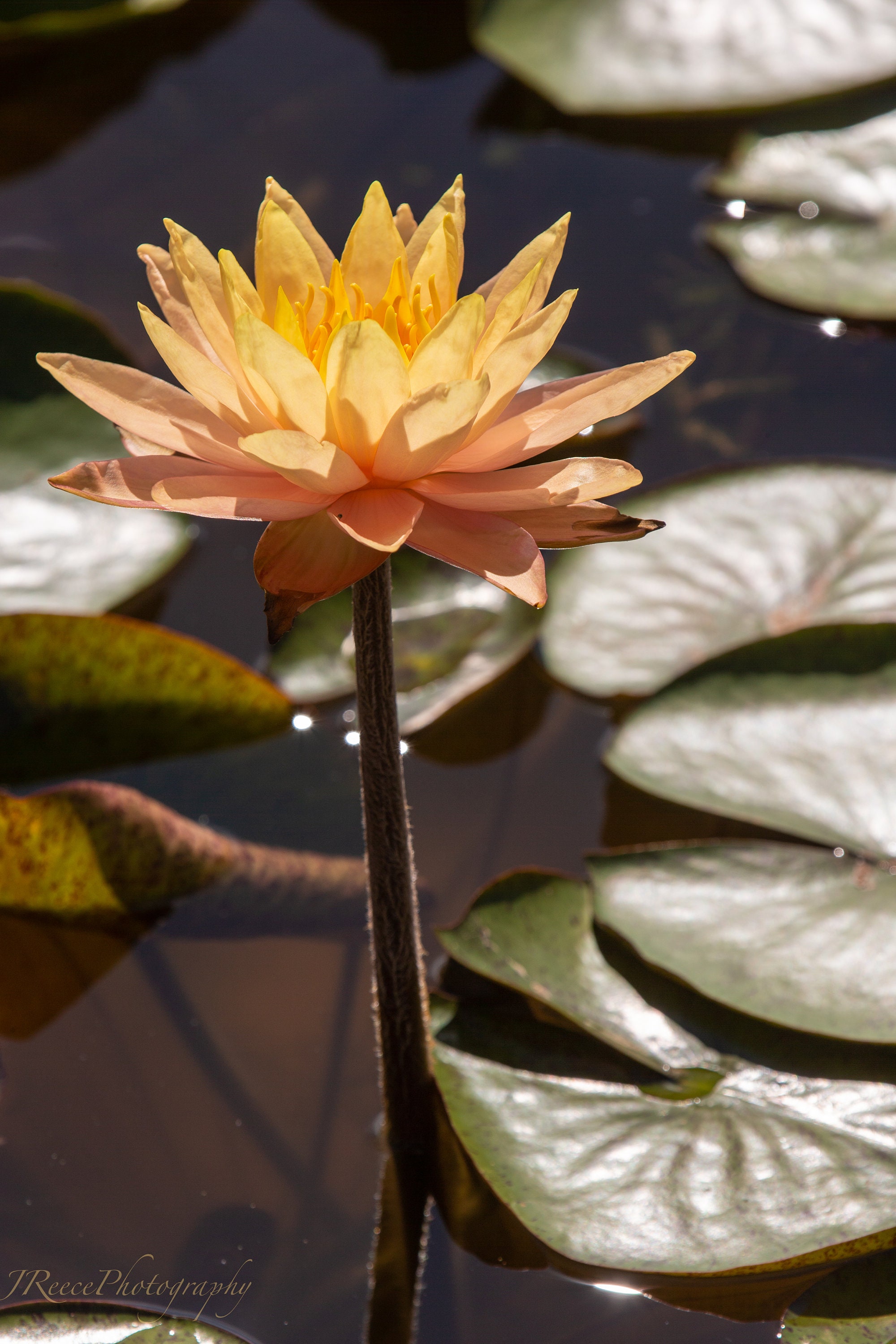Siam Sunset Large Orange Hard Water Lily - Etsy Canada