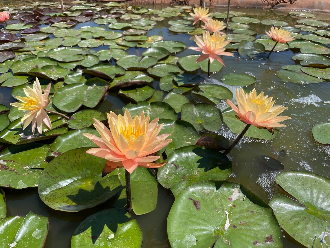 Siam Sunset Large Orange Hard Water Lily - Etsy