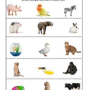 Animals Learn Sheet, Worksheet Printable|pet Animals|wild Animals|farm ...