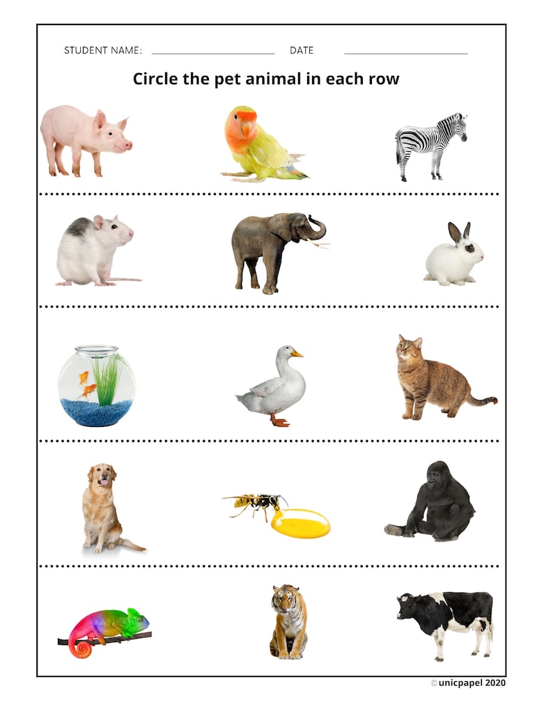 Animals Learn Sheet, Worksheet Printable|pet Animals|wild Animals|farm ...