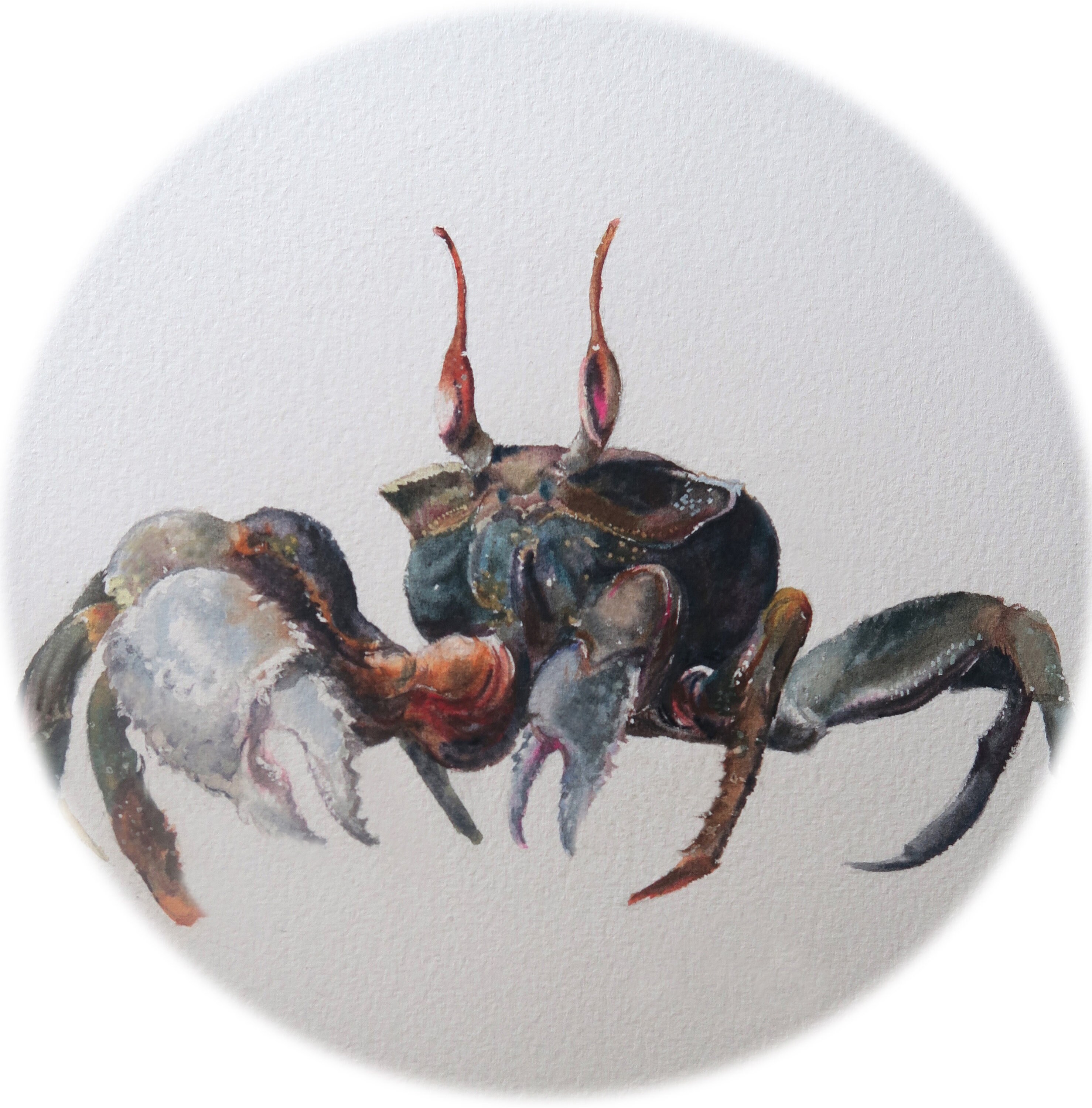 Watercolor Painting of Crabs Art Set Two Wildlife Nature - Etsy