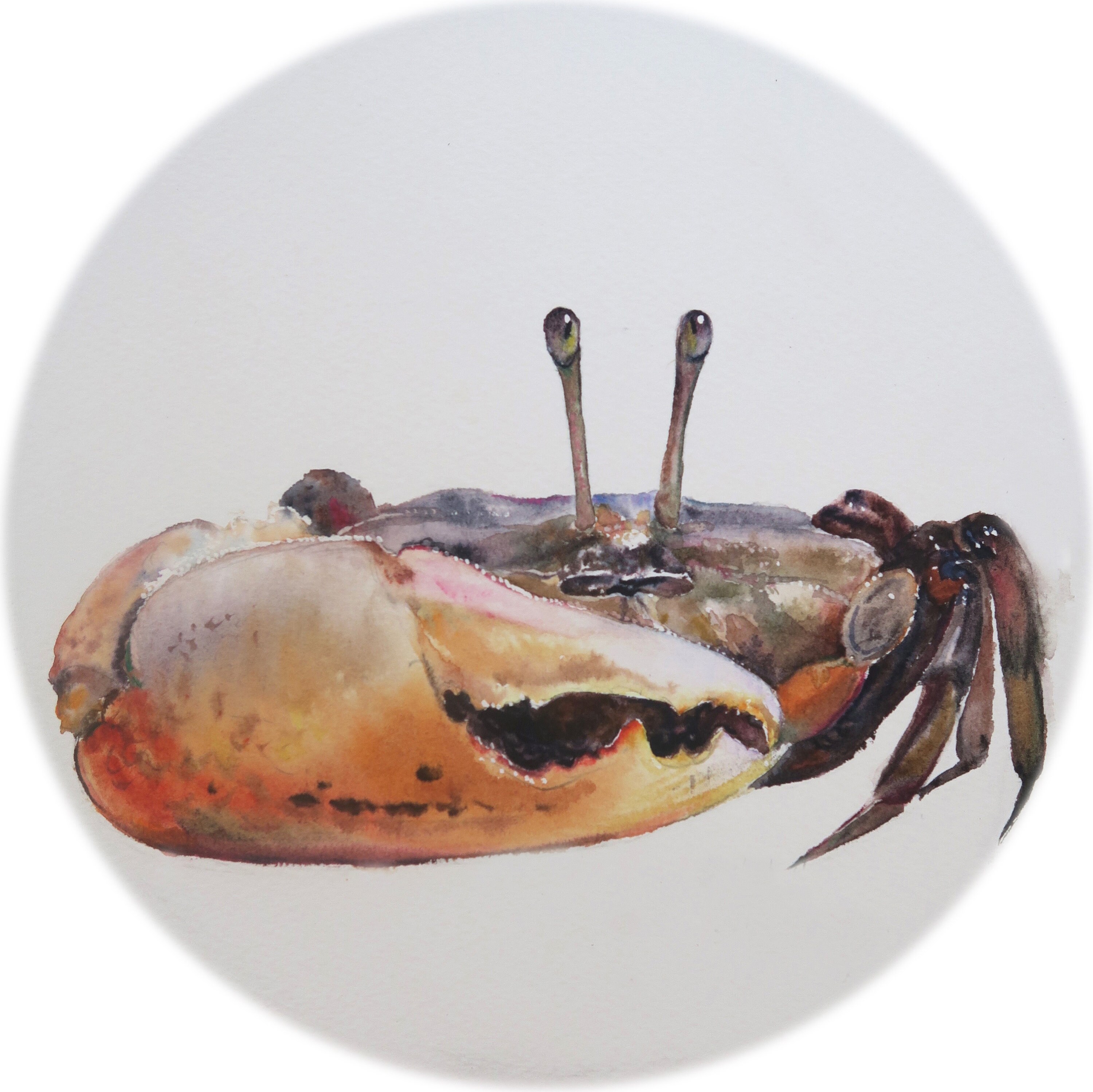 Watercolor Painting of Crabs Art Set Two Wildlife Nature - Etsy