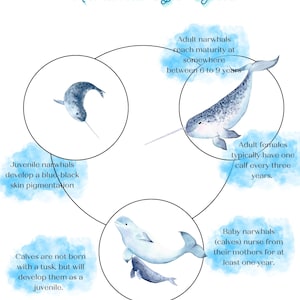 Narwhal Life Cycle Printable Resources Homeschool Learning Kids ...