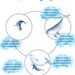 Narwhal Life Cycle Printable Resources Homeschool Learning Kids ...