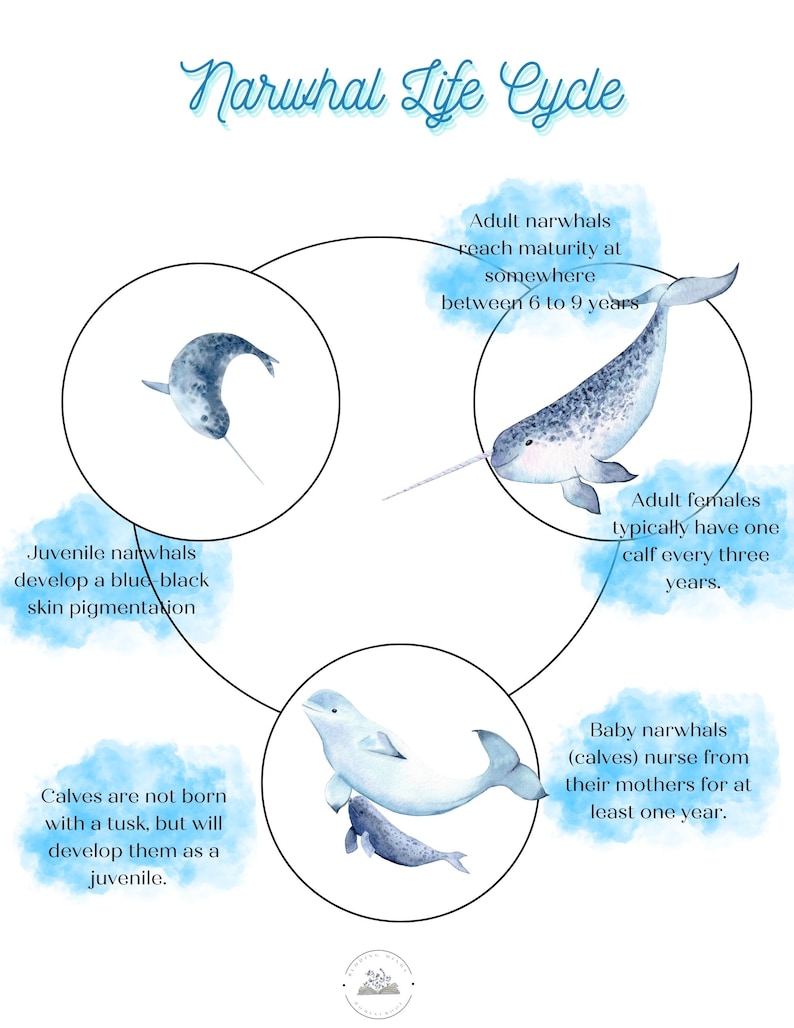 Narwhal Life Cycle Printable Resources Homeschool Learning Kids ...