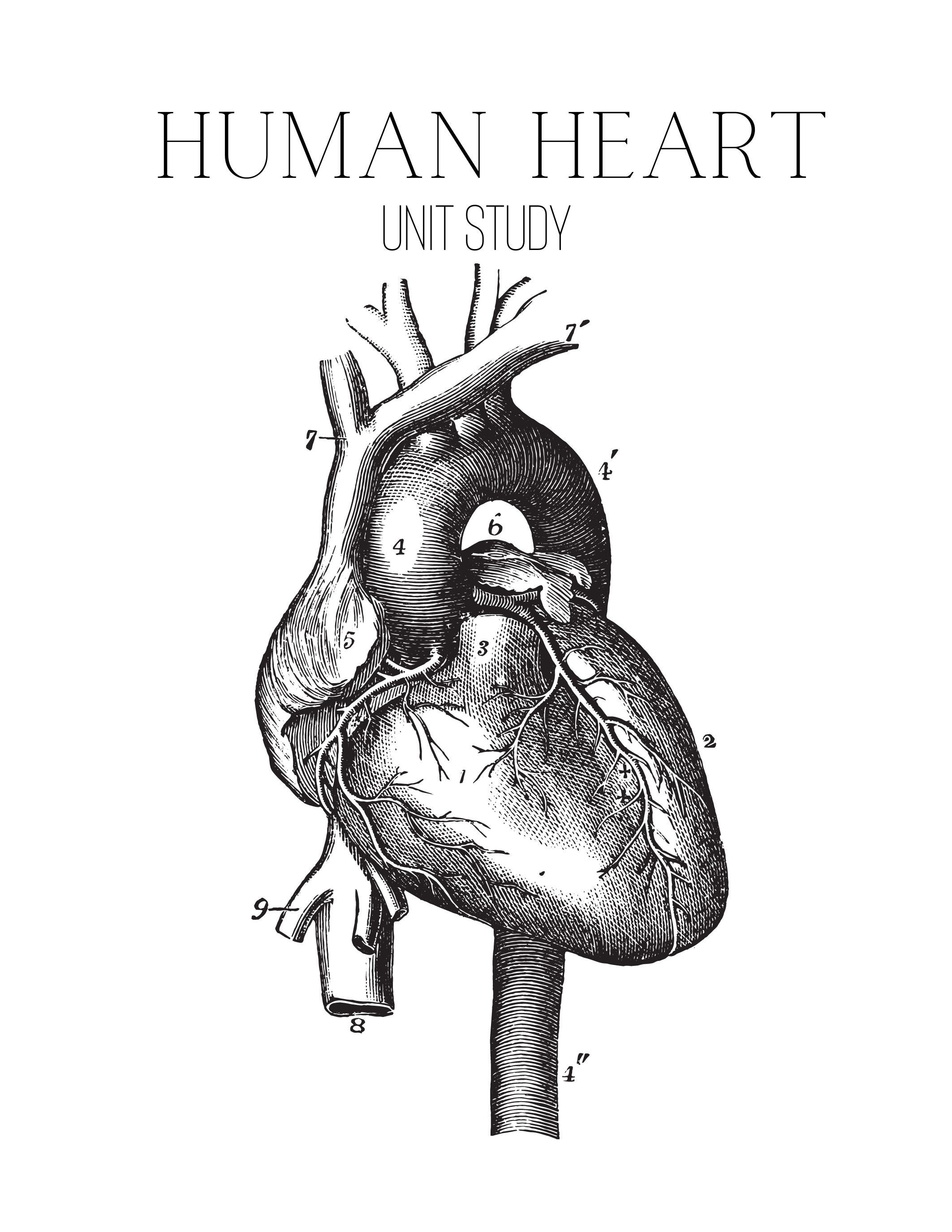 Printable Heart Anatomy Unit Study for Homeschool and - Etsy Canada