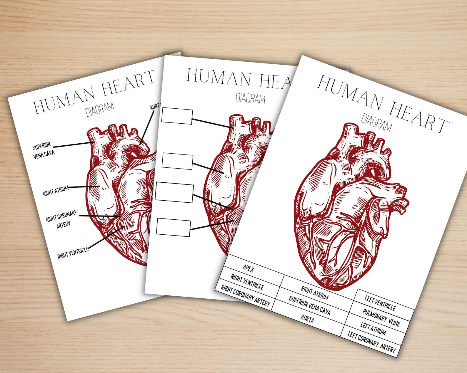 Printable Heart Anatomy Diagram With Memorization Activities for Study ...