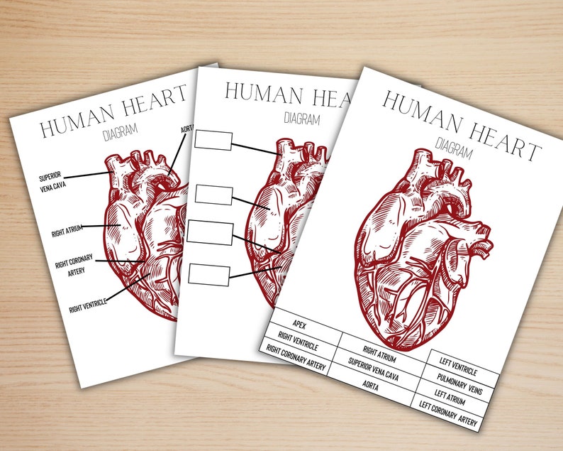 Printable Heart Anatomy Diagram With Memorization Activities for Study ...