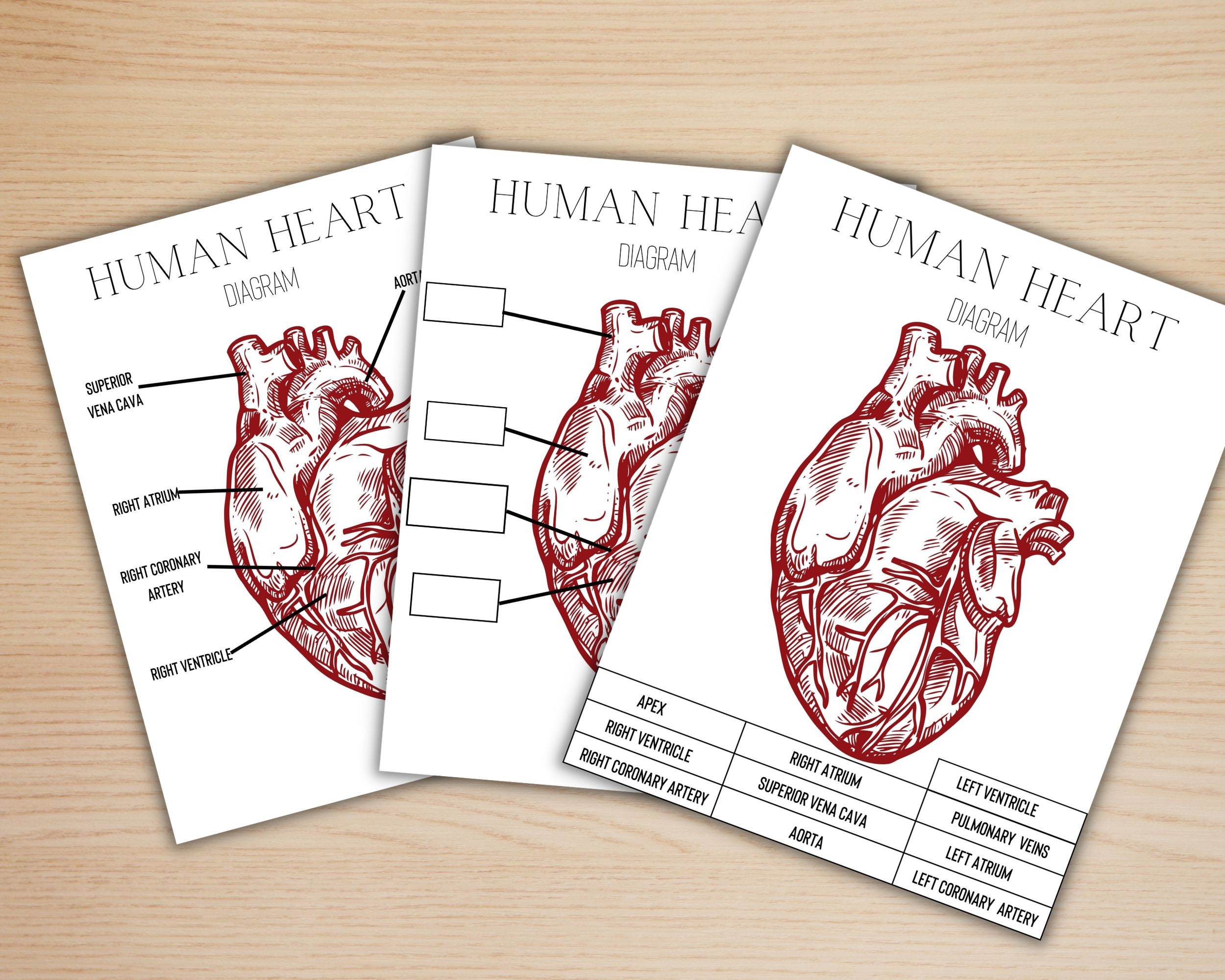 Printable Heart Anatomy Diagram With Memorization Activities for Study ...