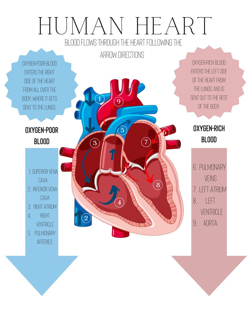 Printable Heart Anatomy Unit Study for Homeschool and - Etsy