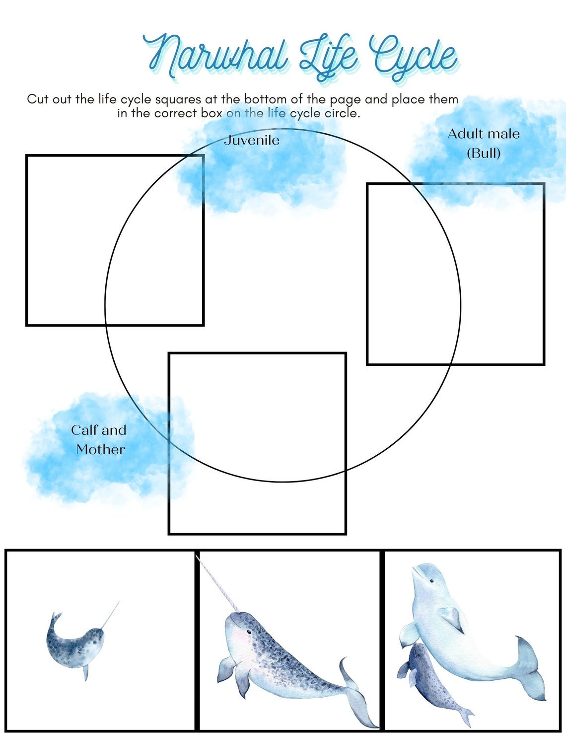 Narwhal Life Cycle Printable Resources Homeschool Learning Kids ...