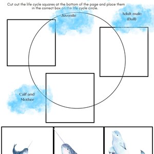 Narwhal Life Cycle Printable Resources Homeschool Learning Kids ...