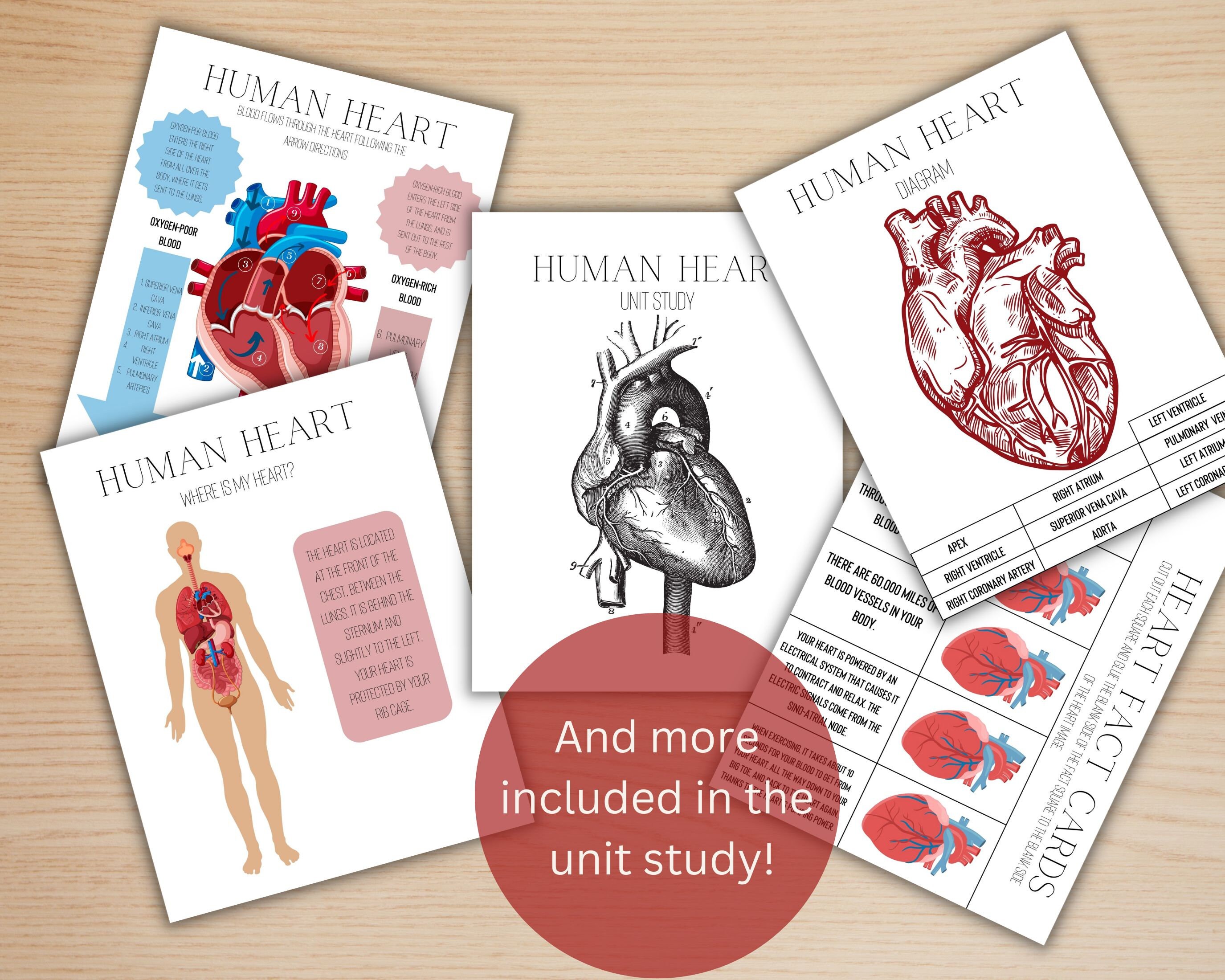 Printable Heart Anatomy Unit Study for Homeschool and - Etsy Canada