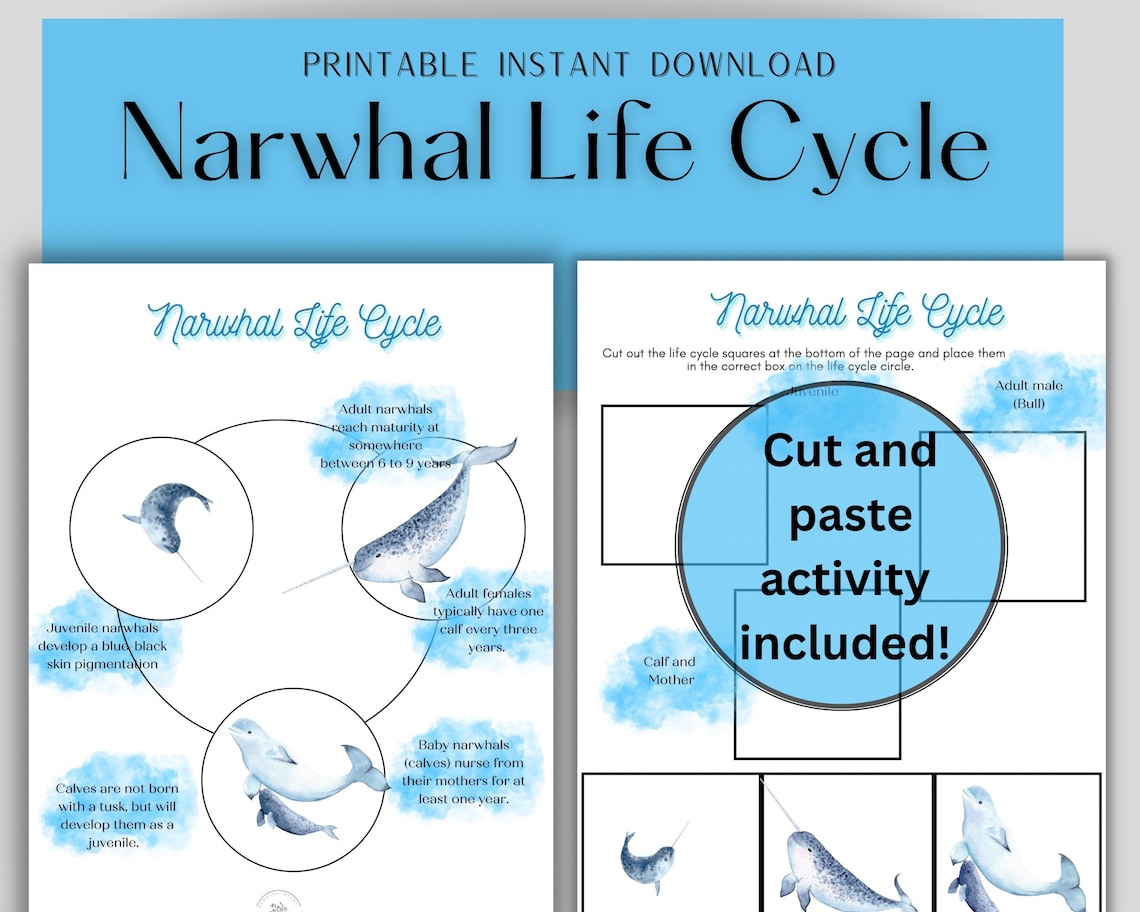 Narwhal Life Cycle Printable Resources Homeschool Learning Kids ...