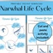 Narwhal Life Cycle Printable Resources Homeschool Learning Kids ...