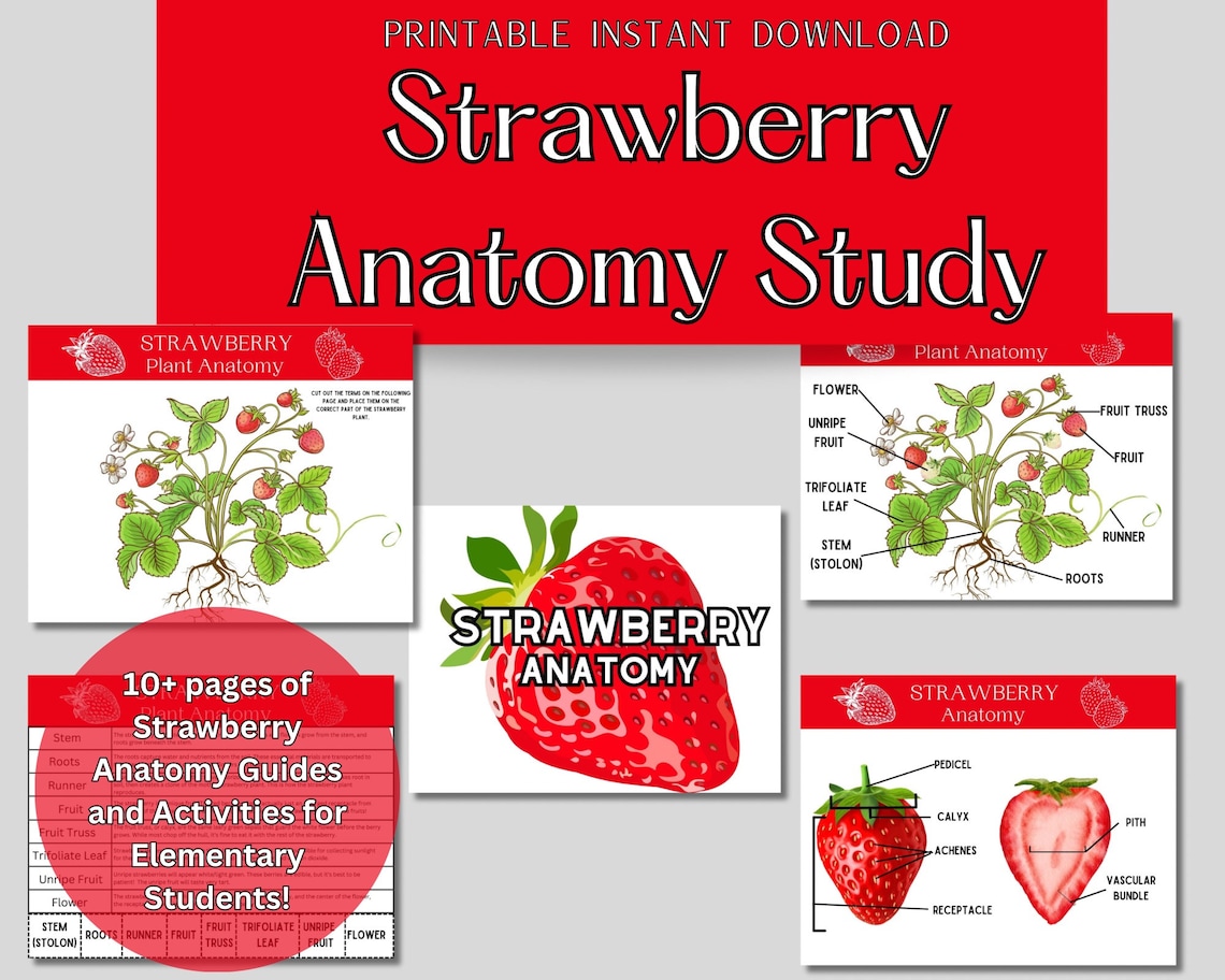 Printable Strawberry Anatomy Unit Study, Spring Botany Lesson ...