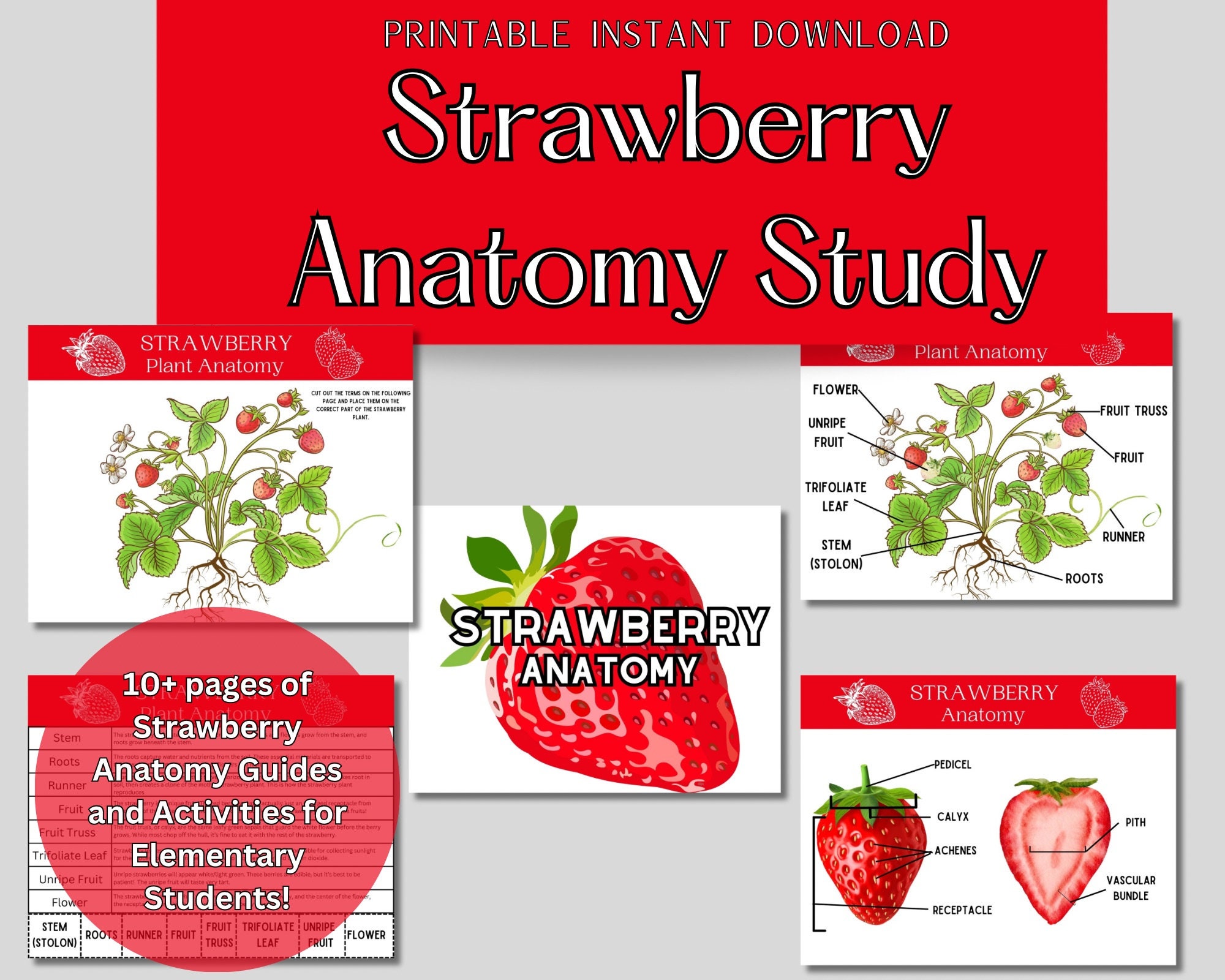 Printable Strawberry Anatomy Unit Study, Spring Botany Lesson ...