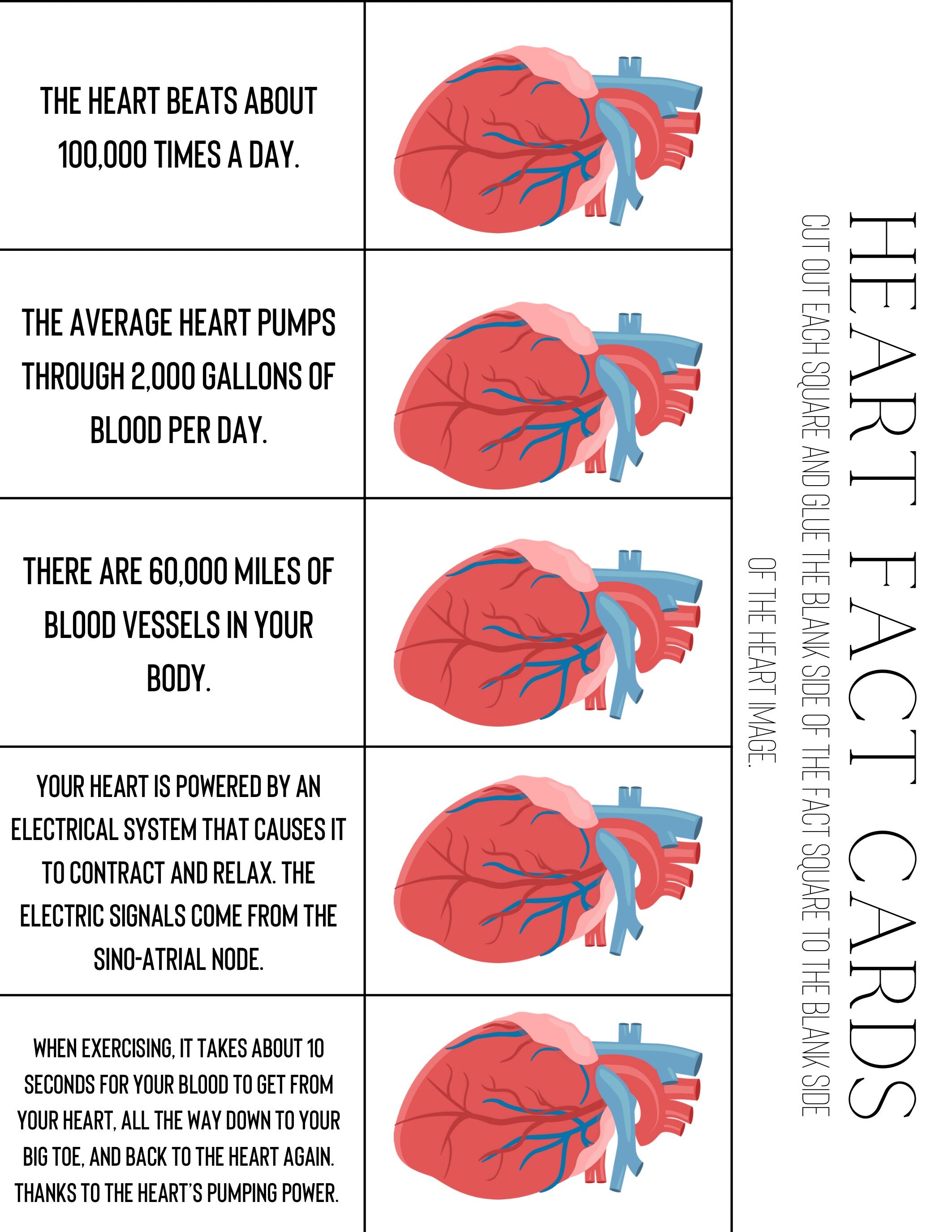 Printable Heart Anatomy Unit Study for Homeschool and - Etsy Canada
