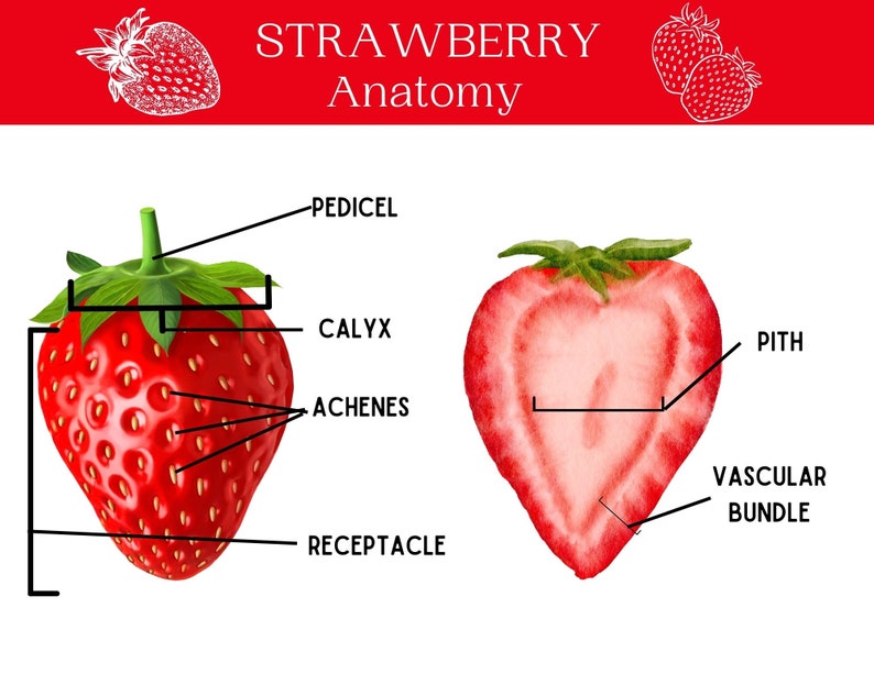 Printable Strawberry Anatomy Unit Study, Spring Botany Lesson ...