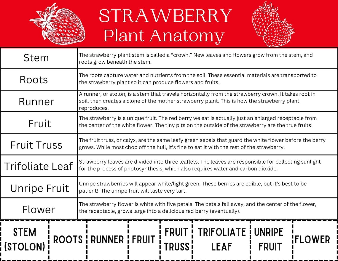 Printable Strawberry Anatomy Unit Study, Spring Botany Lesson ...