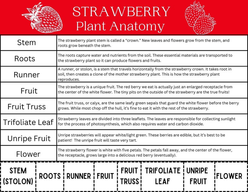 Printable Strawberry Anatomy Unit Study, Spring Botany Lesson ...