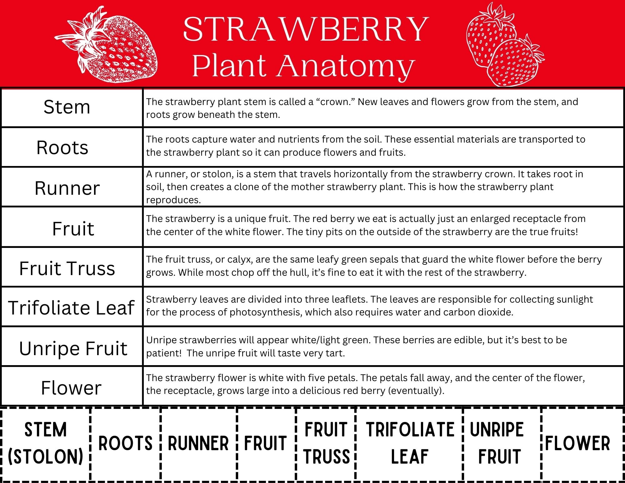 Printable Strawberry Anatomy Unit Study, Spring Botany Lesson ...