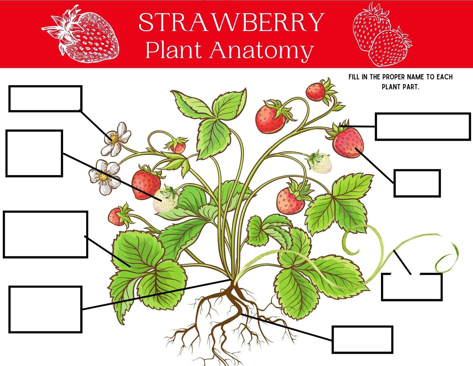 Printable Strawberry Anatomy Unit Study, Spring Botany Lesson ...