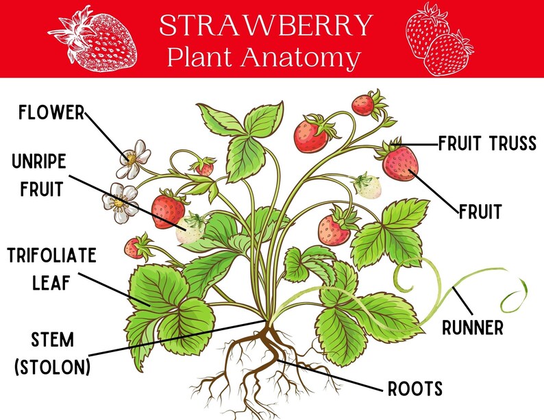 Printable Strawberry Anatomy Unit Study, Spring Botany Lesson ...
