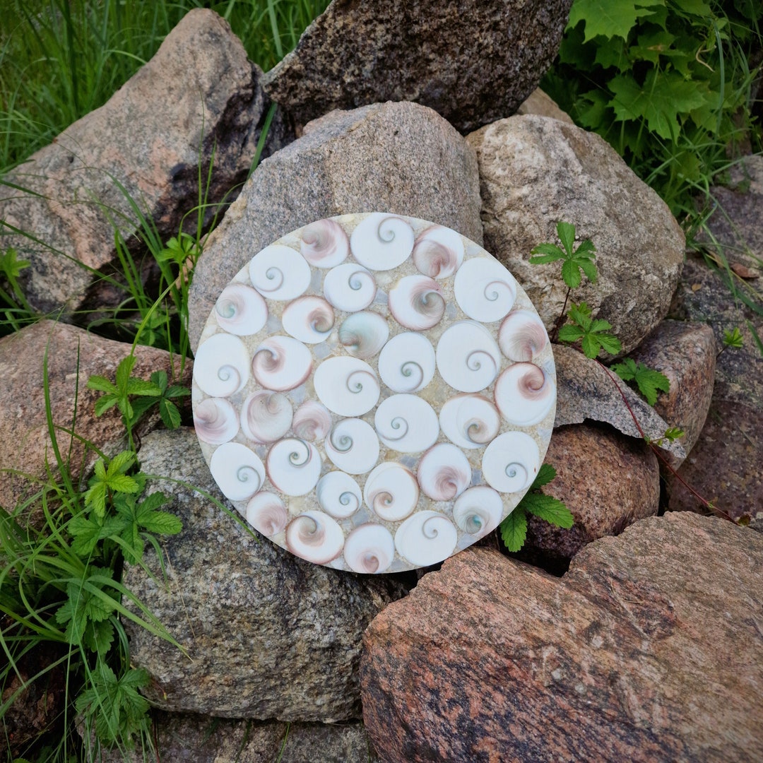 Beautiful Shiva Eye Disc Shell Specimen Plate Gift Collector's Item ...
