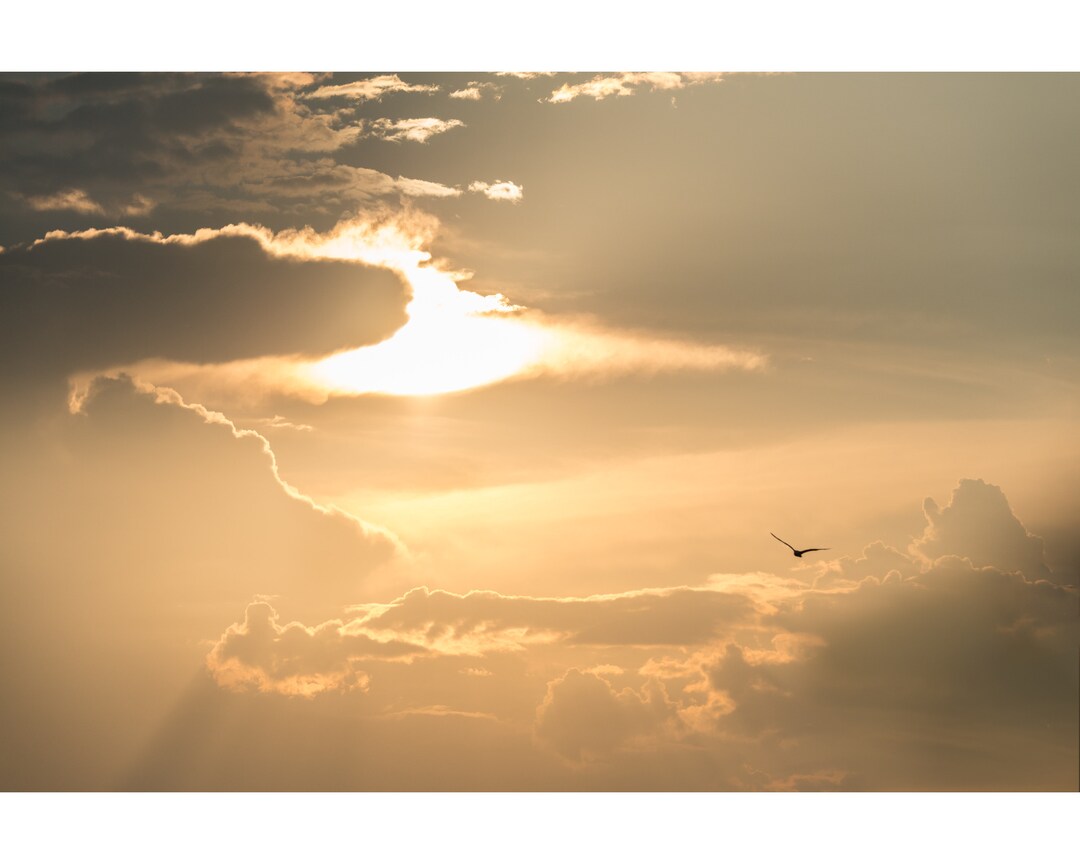 Photograph of Lone Bird Flying Through Golden Cloudscape at Sunset Over ...