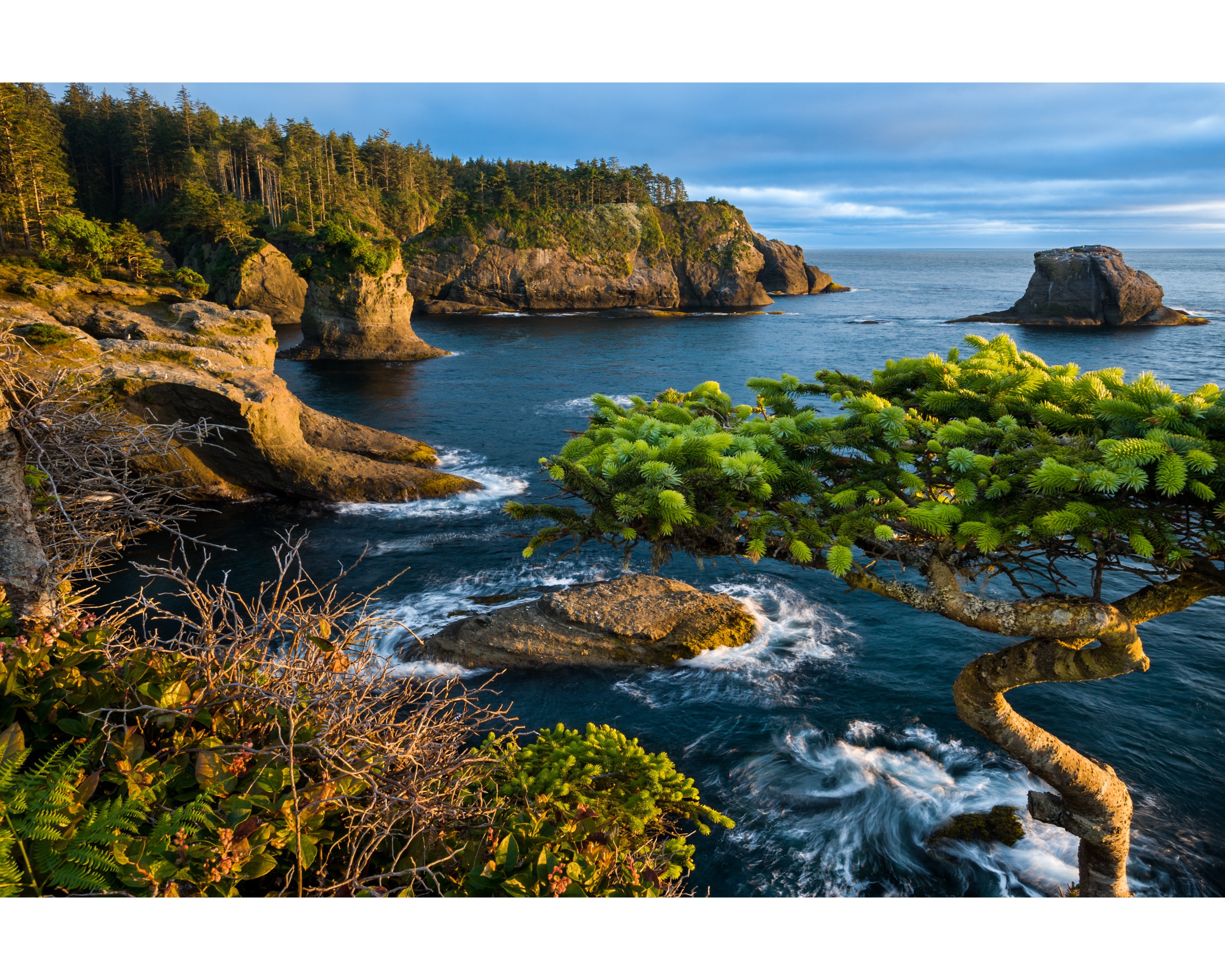 Photograph of Rugged Cape Flattery Coast and Seastacks, Weathered Tree ...