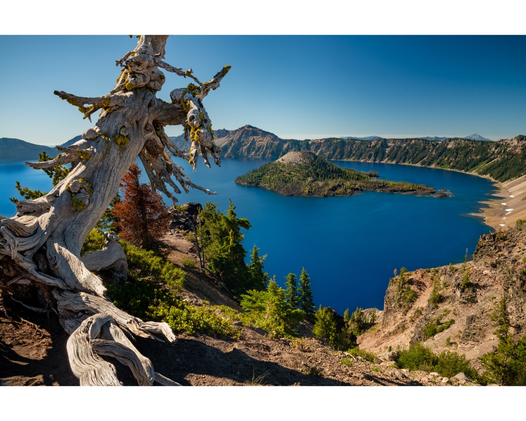 Photograph of Ancient Weathered Tree Framing Wizard Island and Crater ...