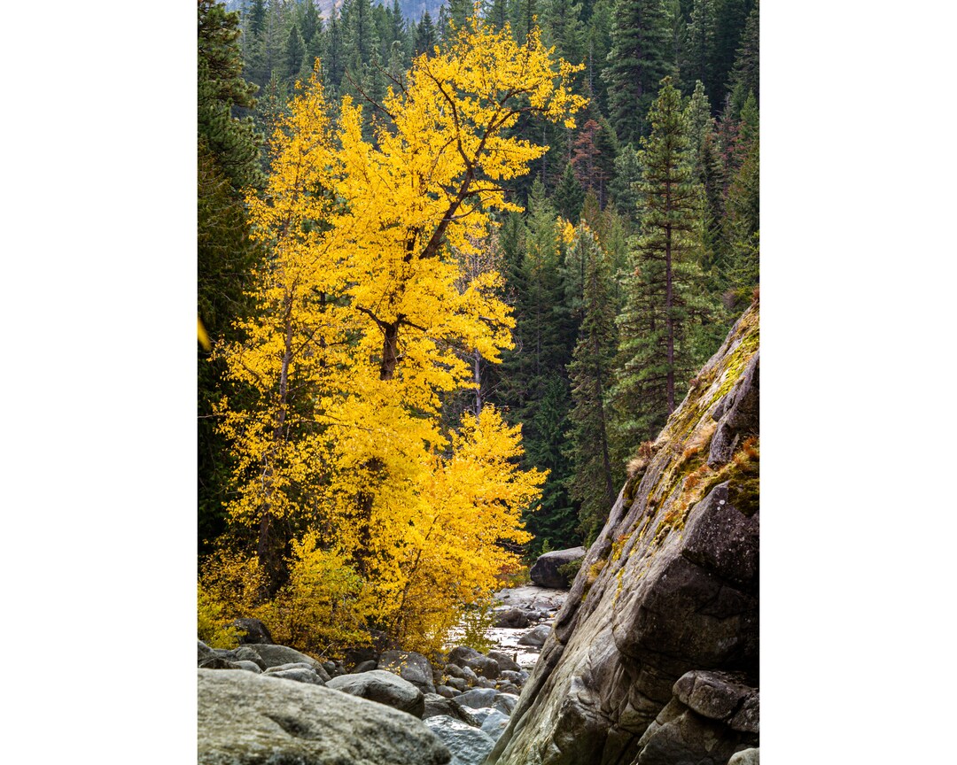 Landscape Photograph of Autumn Tree on Bank of Icicle Creek Near ...