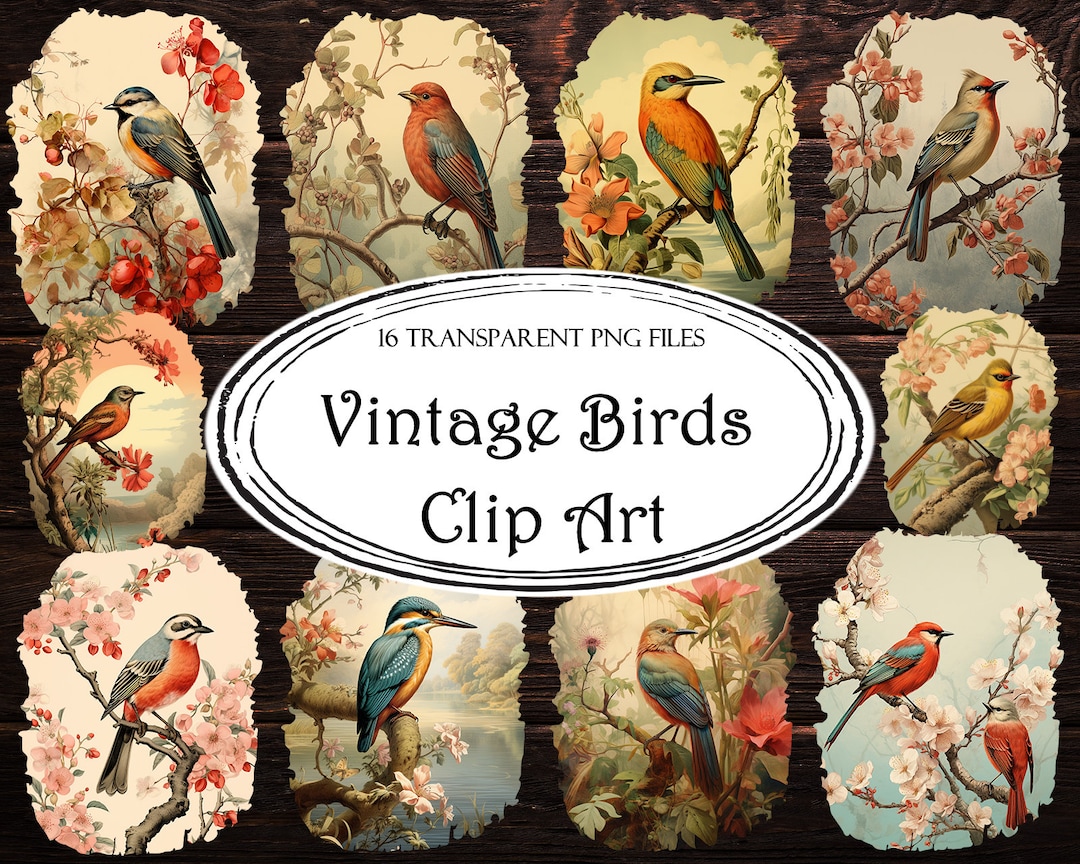 Vintage Birds Clip Art, PNG Files, Transparent PNG, Clipart Graphics ...