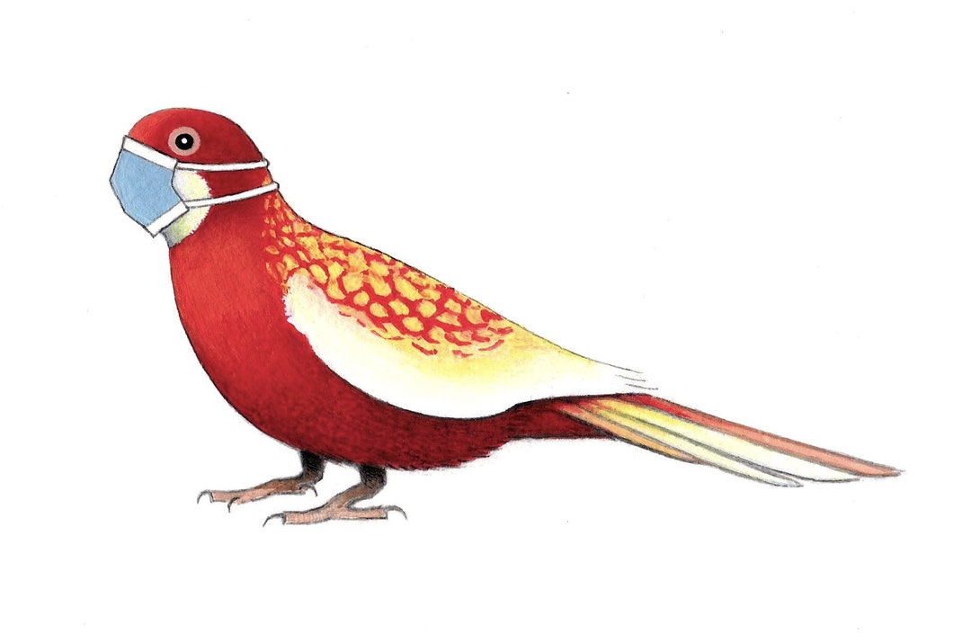 Rubino Rosella (art Print) - Etsy