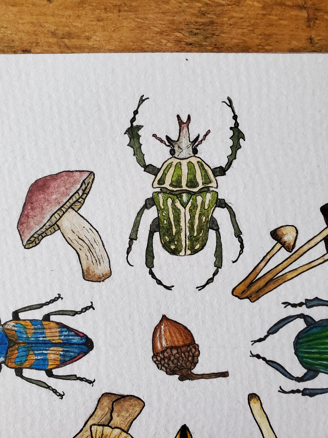 Original Bugs, Acorn and Mushroom Watercolour Illustration/ Leaves/ Nature/ Entomology Gift Wall ...
