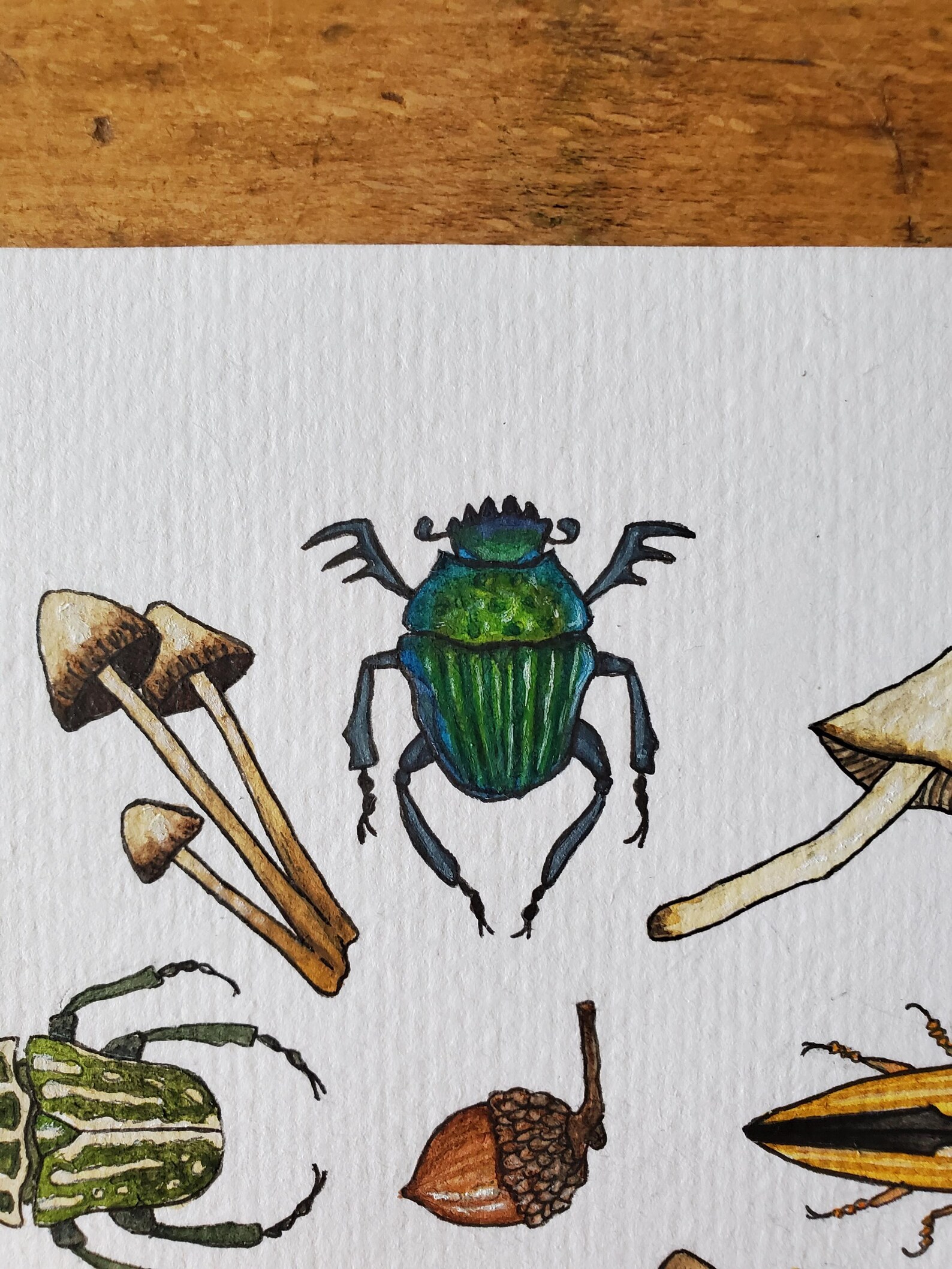 Original Bugs, Acorn and Mushroom Watercolour Illustration/ Leaves ...