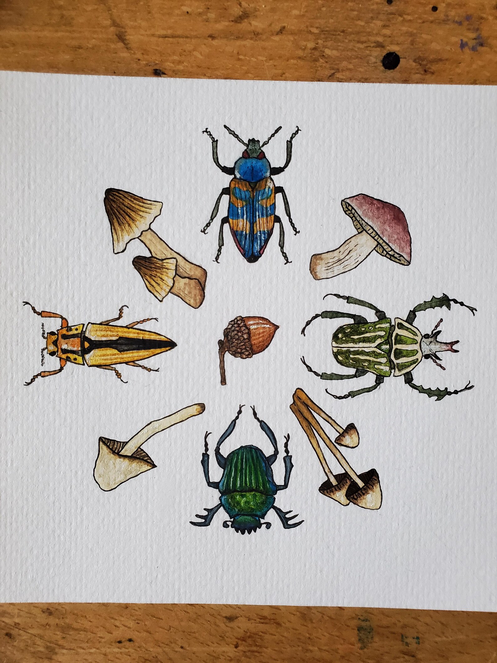 Original Bugs, Acorn and Mushroom Watercolour Illustration/ Leaves/ Nature/ Entomology Gift Wall ...