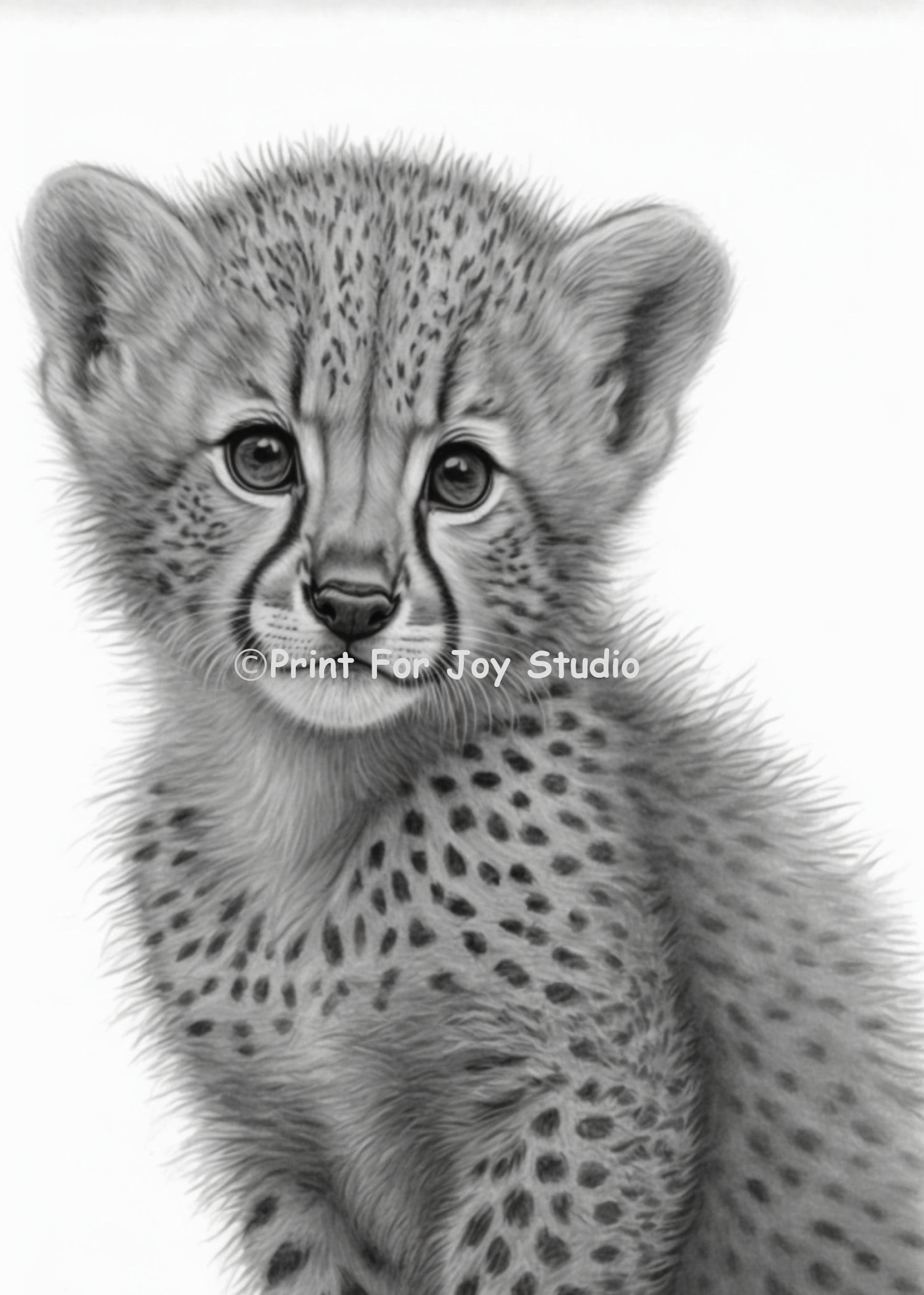 Baby Cheetah Drawing