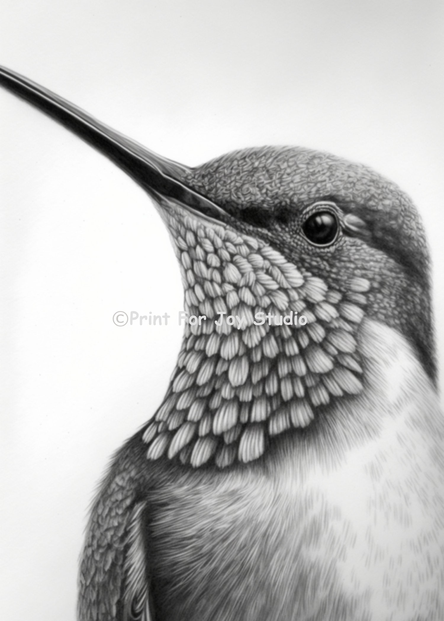 Majestic Hummingbird Pencil Drawing.. Printable Download, Hummingbird ...