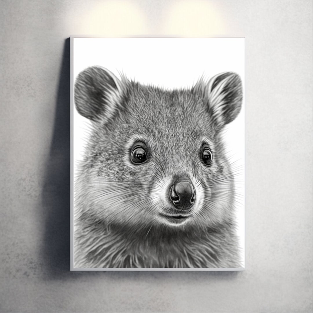 How To Draw A Baby Quokka at Thomas Lawson blog