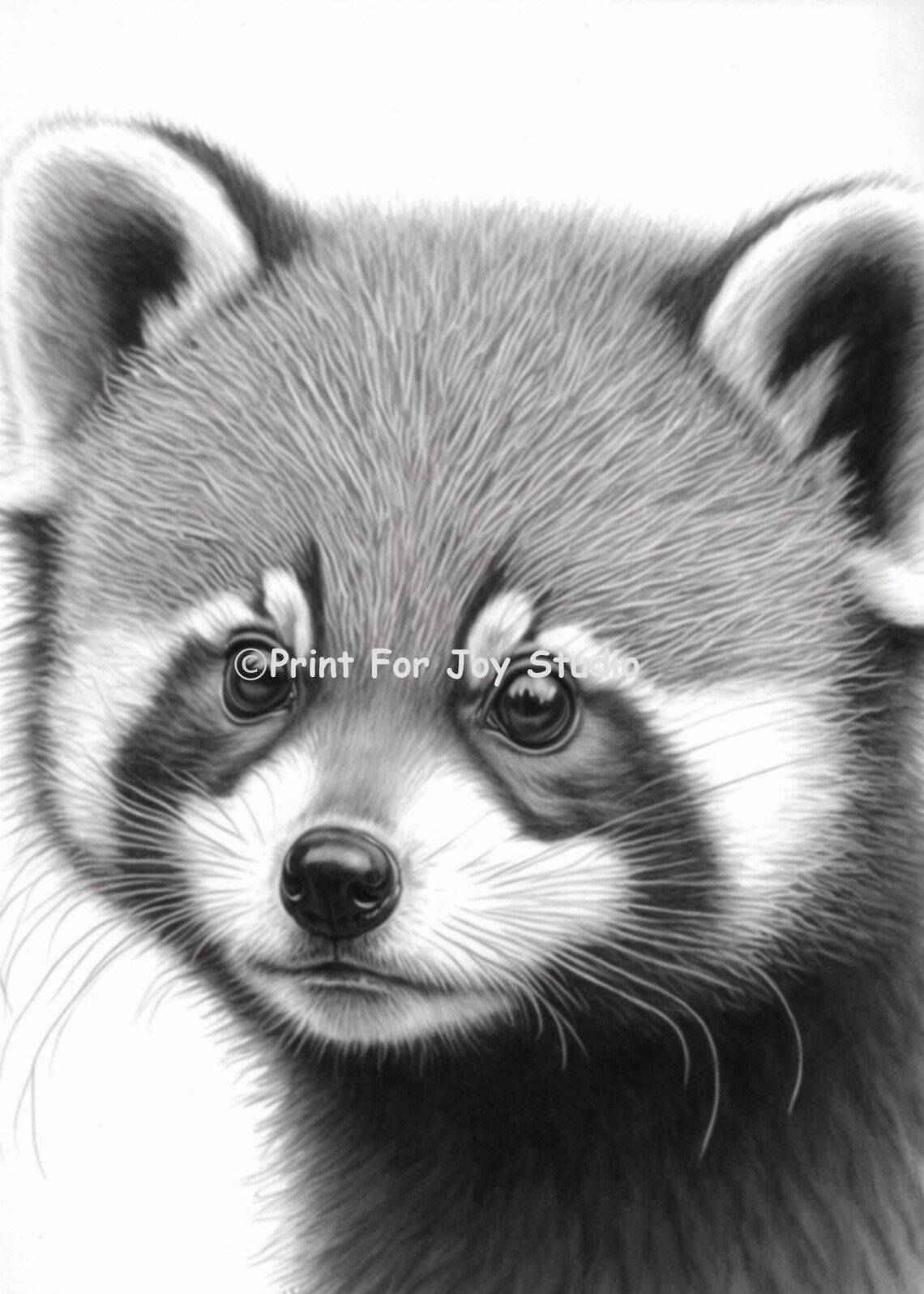 Cute Red Panda Cub Pencil Drawing. Printable Download, Red Panda Cub ...