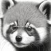 Cute Red Panda Cub Pencil Drawing. Printable Download, Red Panda Cub ...