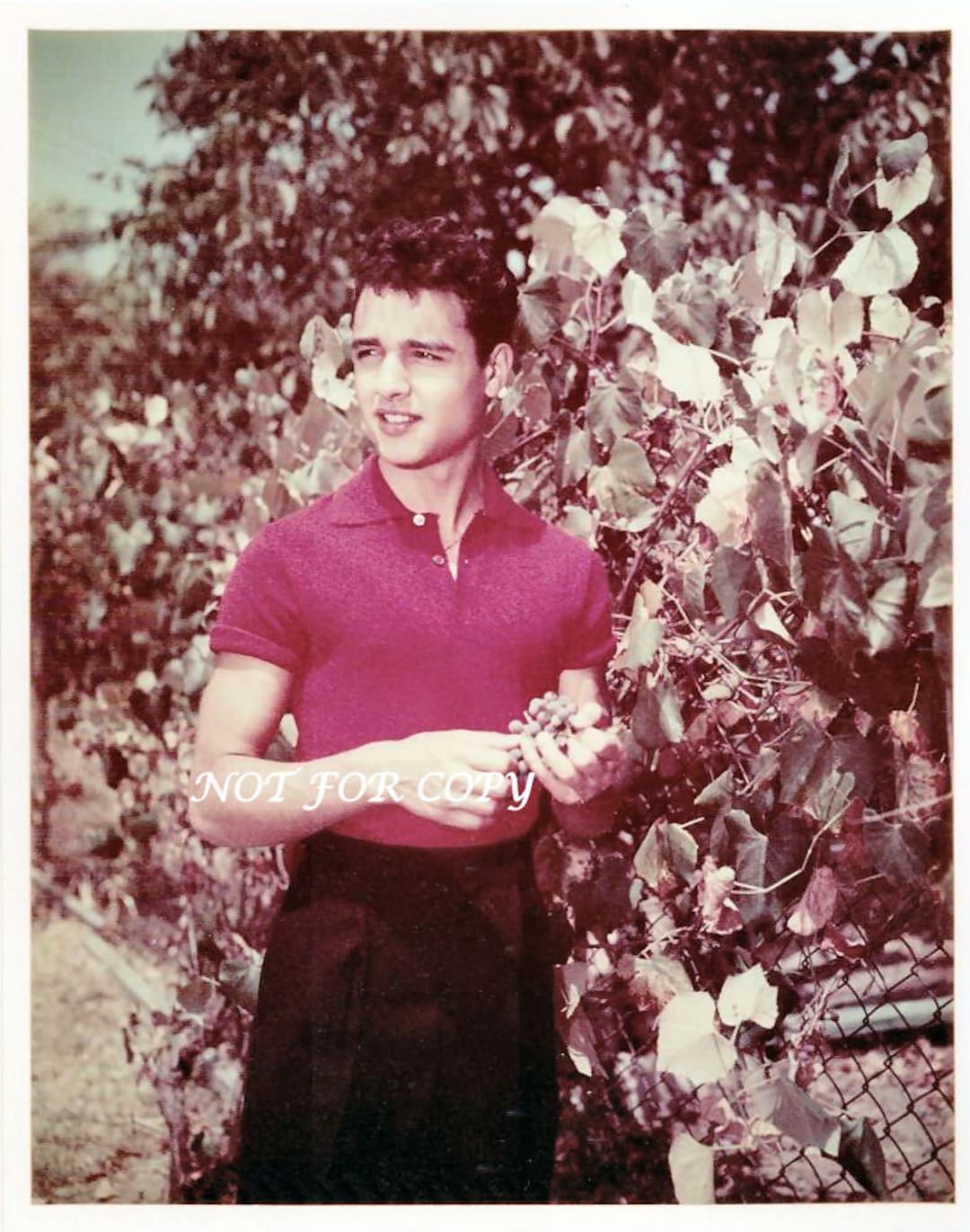 Sal Mineo 8X10 Color Photo Beefcake Model 100-14 Movie Legend - Etsy