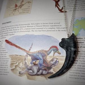 Velociraptor Claw Necklace, Dinosaur Necklace, Dinosaur Pendant ...